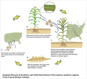 Southern Rust in Corn - Disease Development and Fungicide Use - farmdoc ...