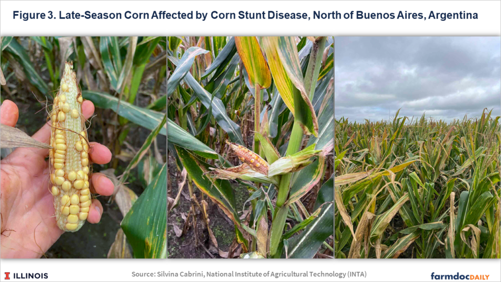 Spread of Corn Stunt Disease Lowers Production Expectations in ...